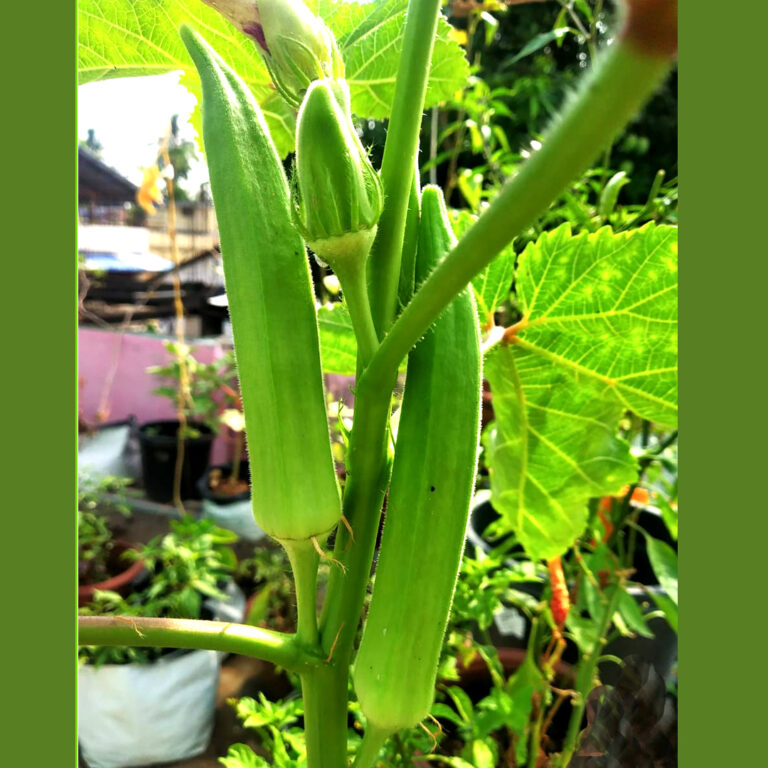 Anugrahas Seeds World | Buy Vegetable and Fruit Seeds Online in Trivandrum