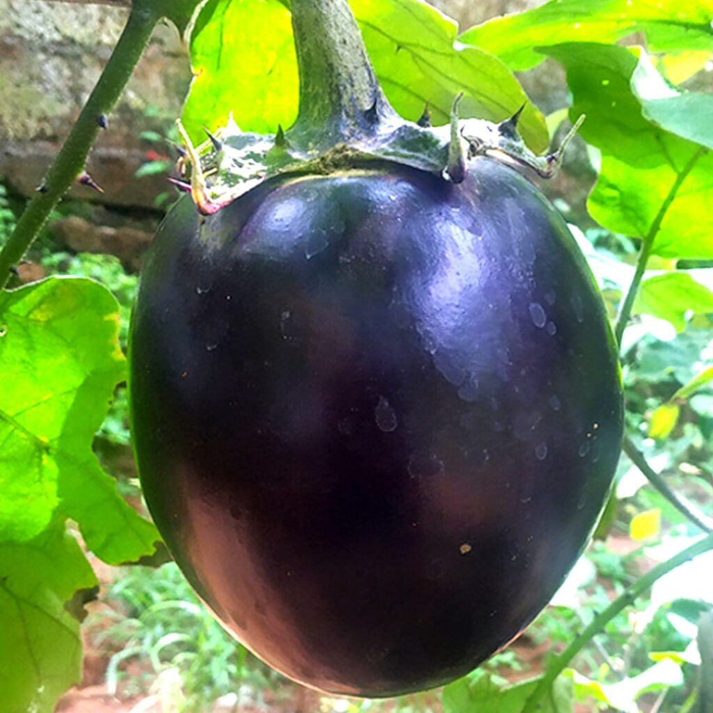 Anugrahas Seeds World | Buy Vegetable and Fruit Seeds Online in Trivandrum