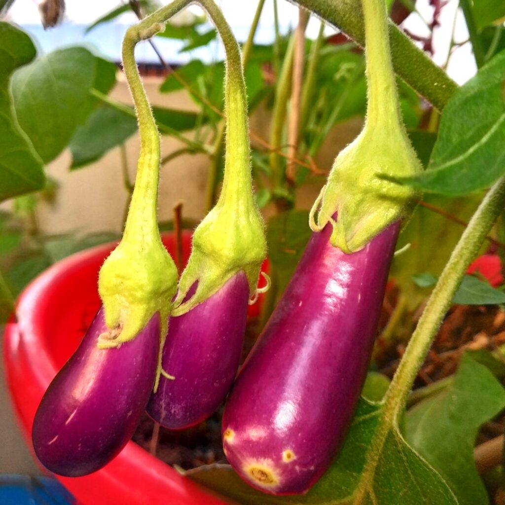 Cluster Brinjal | Kula Vazhuthana - Anugraha's Seeds World
