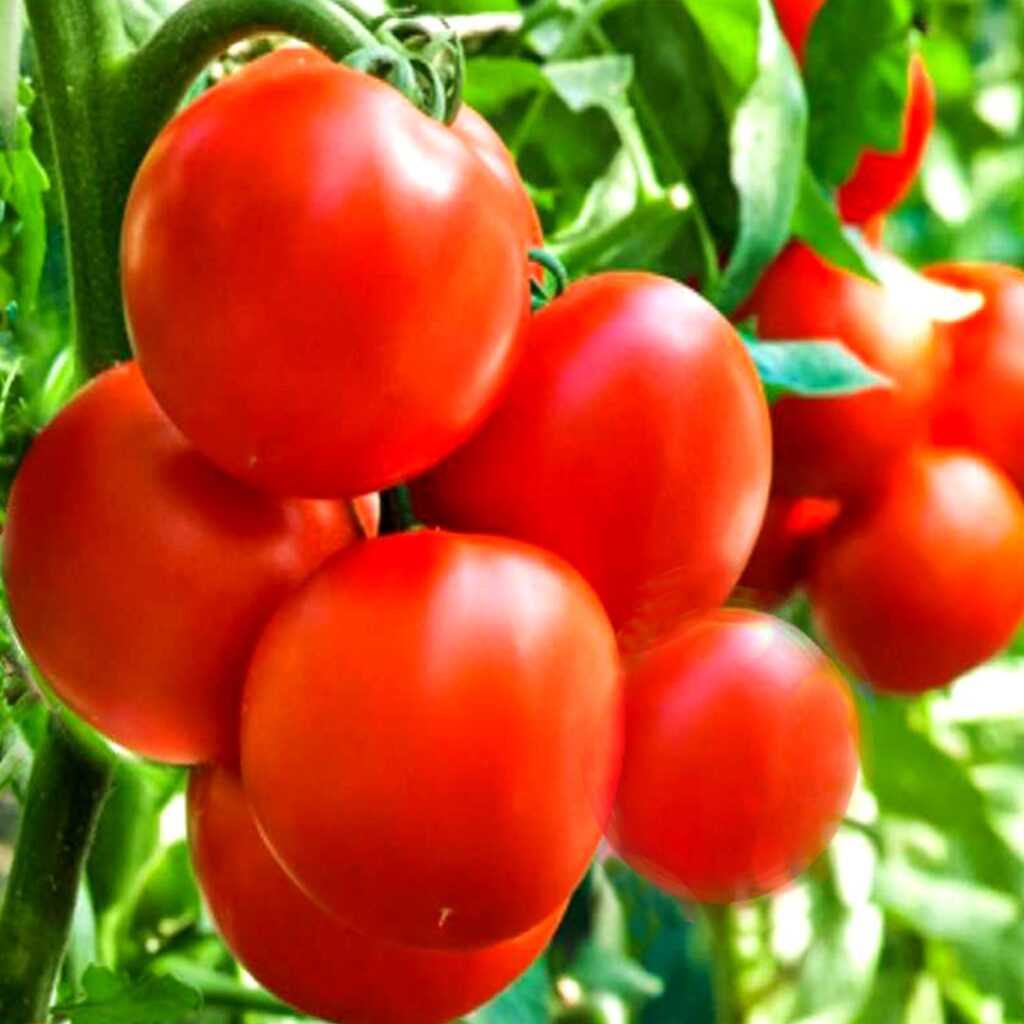 Tomato | Thakkali - Anugraha's Seeds World