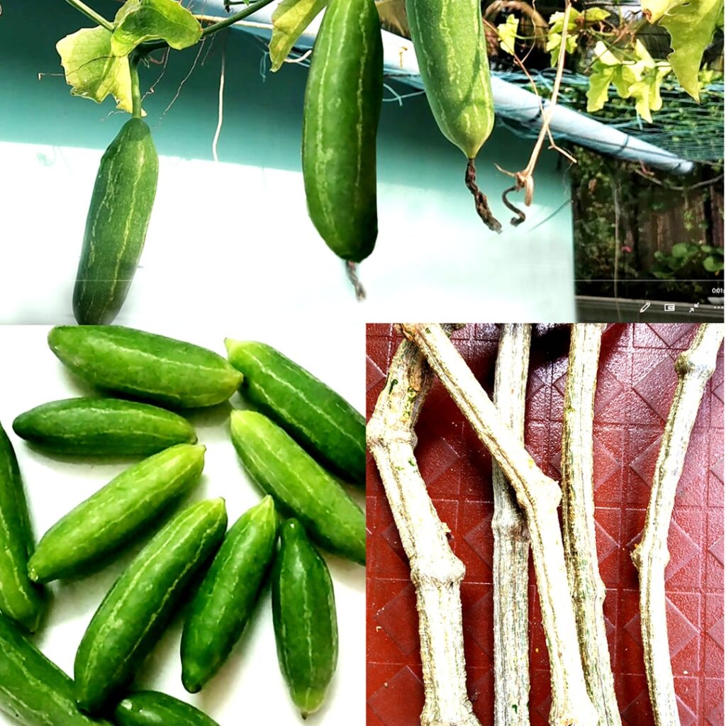 Ivy Gourd Stem Cuttings | Kovakka - Anugraha's Seeds World