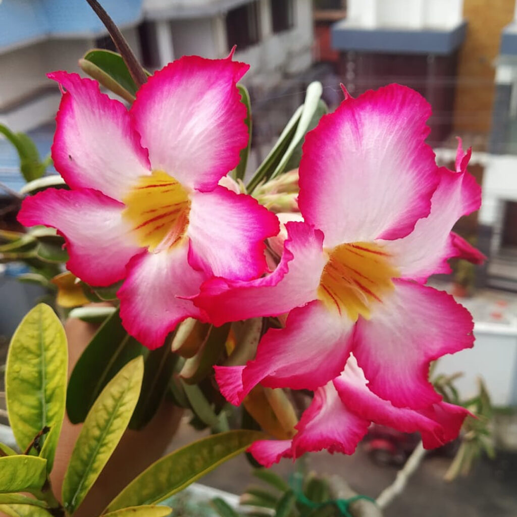 Adenium Pink & Red Mix - Anugraha's Seeds World