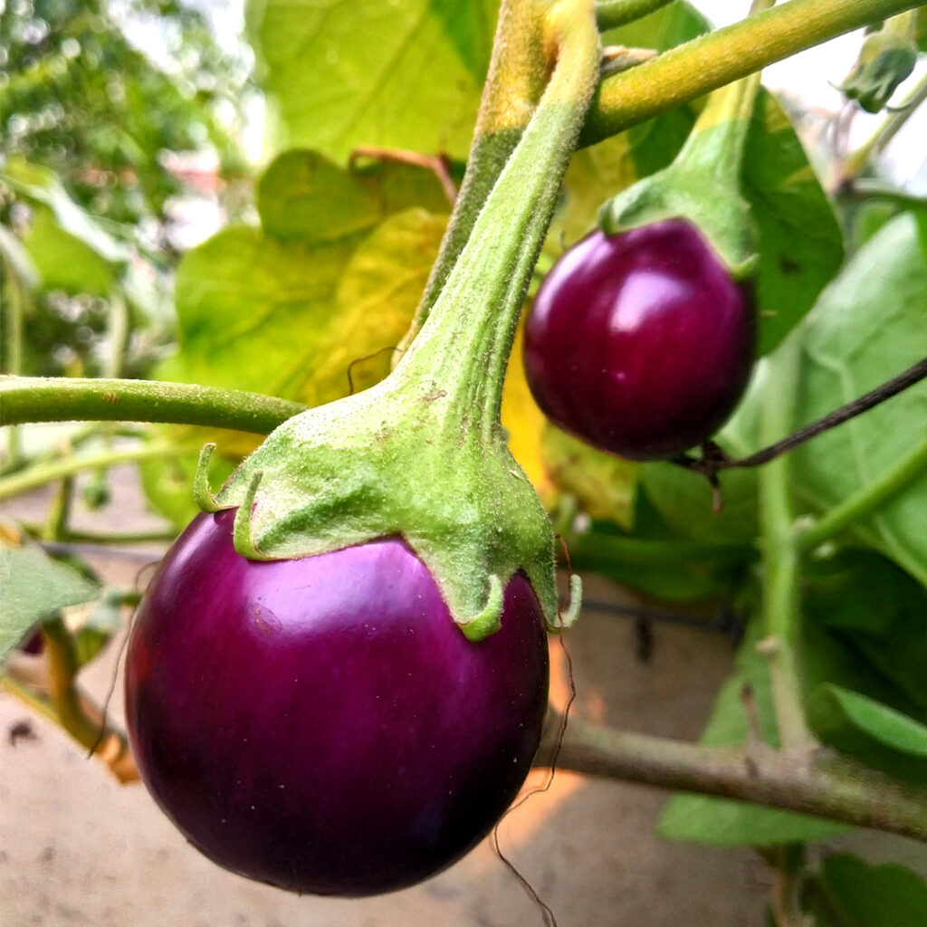 Brinjal Violet | Egg plant |Violet Kathirikka @ 25₹ - Anugraha's Seeds ...