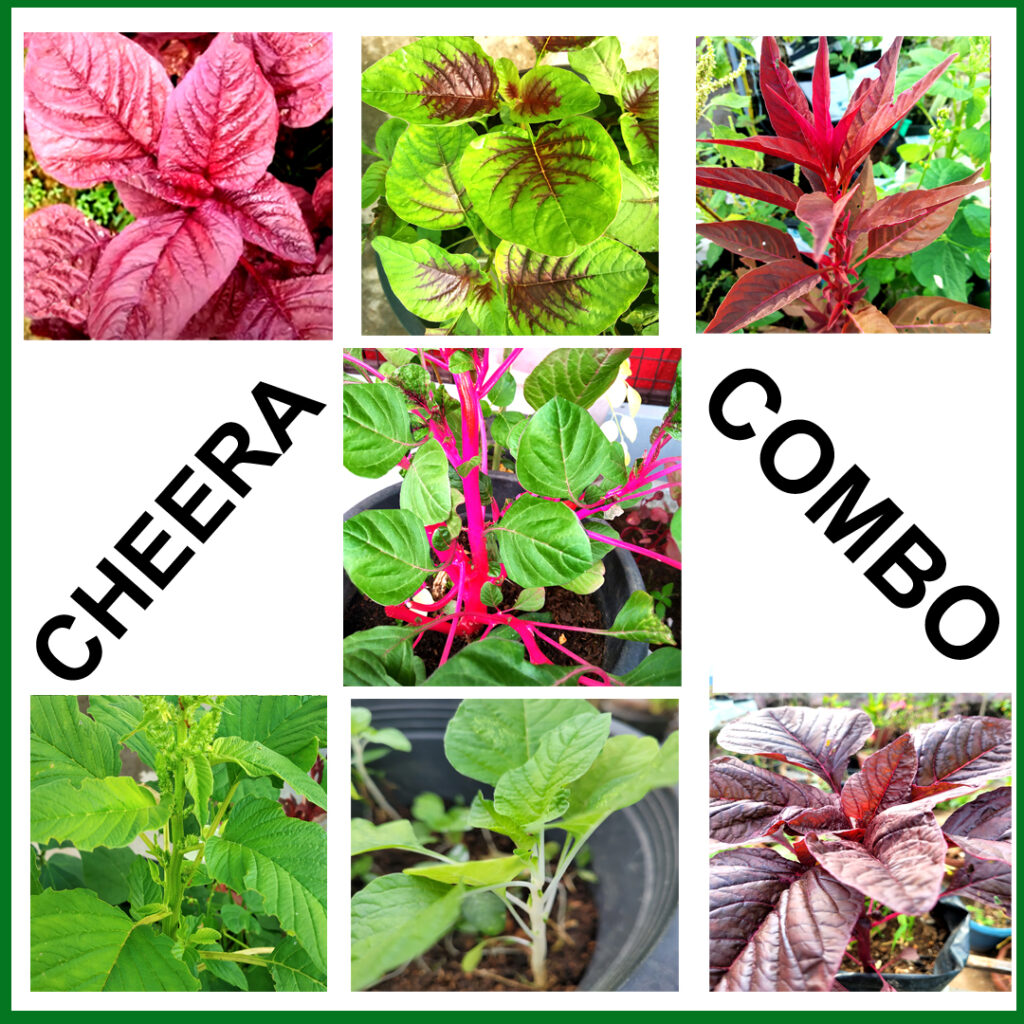 Combo 7 Cheera seeds @ 130₹ - Anugraha's Seeds World