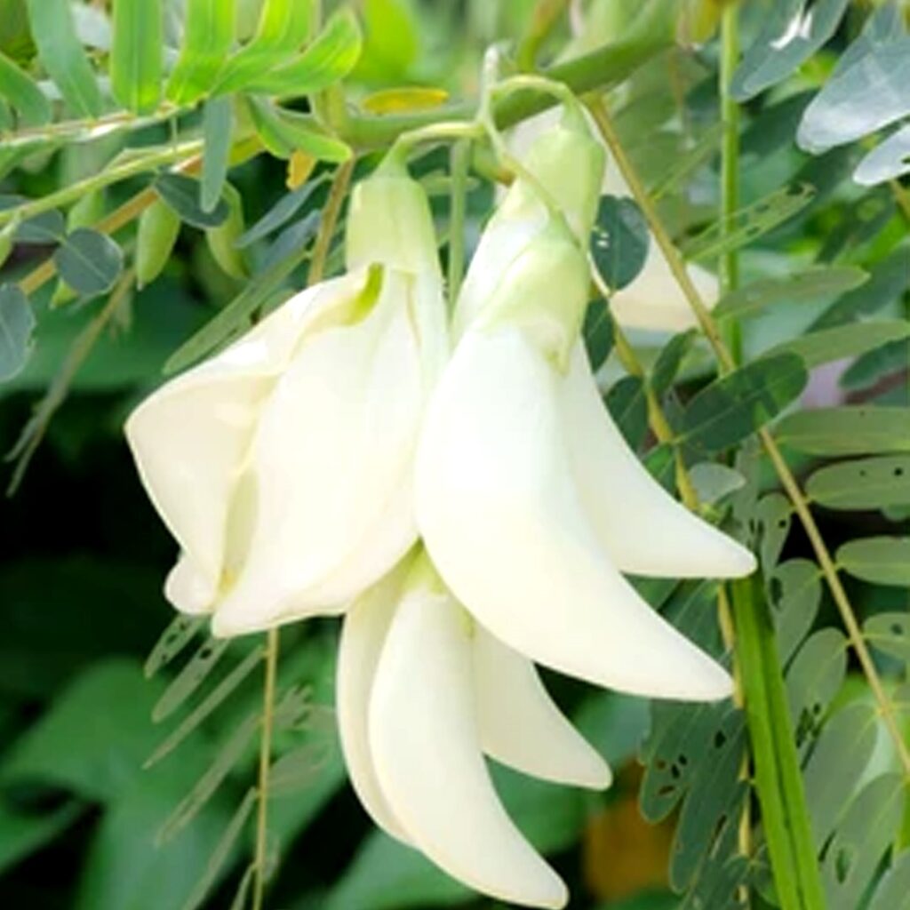 Our seeds - Anugraha's Seeds World