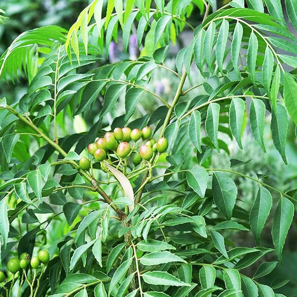 Curry Leaves Seeds ₹25 (5 Seeds) - Anugraha's Seeds World